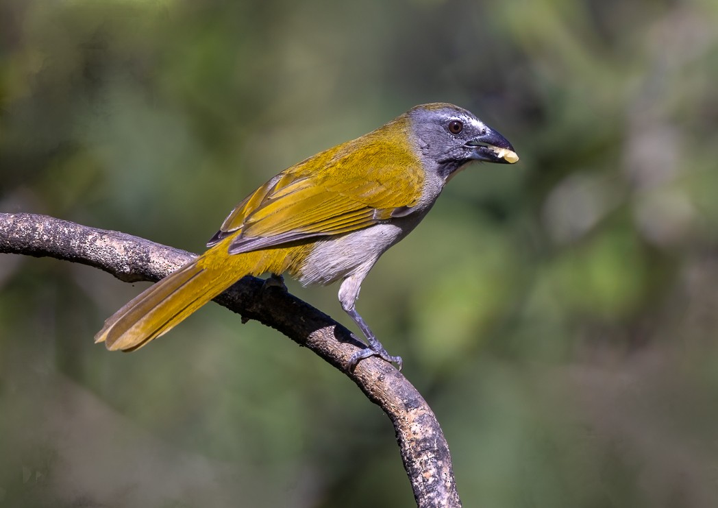 eBird Checklist - 18 Jul 2024 - Mirador Pico De Hoz - 1 species