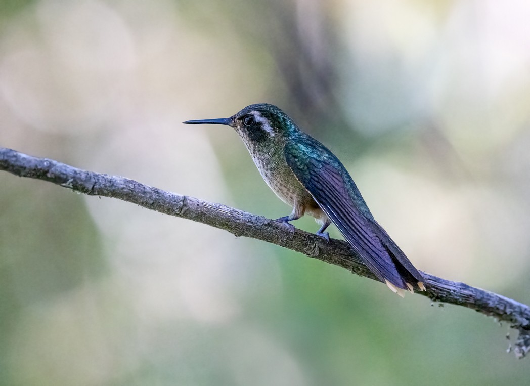 eBird Checklist - 18 Jul 2024 - Manu Road - 1 species
