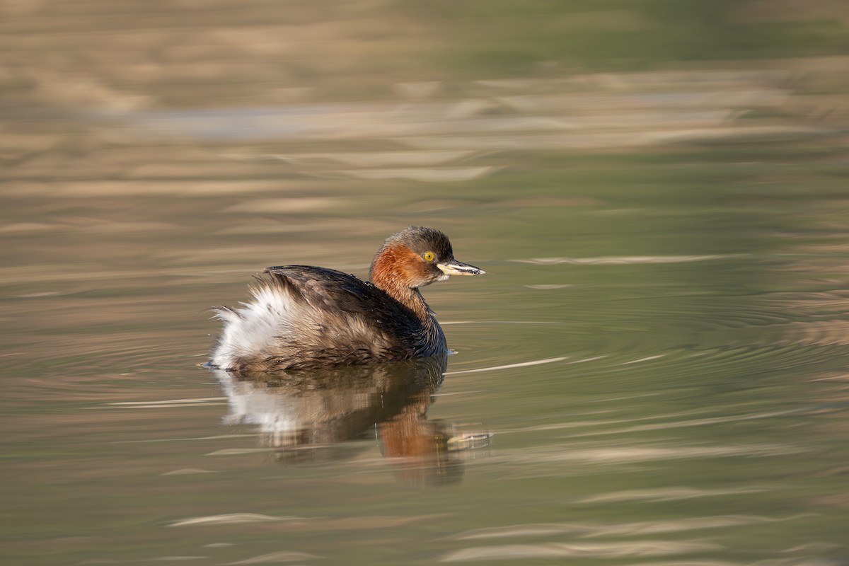 ML628026125 - Little Grebe - Macaulay Library