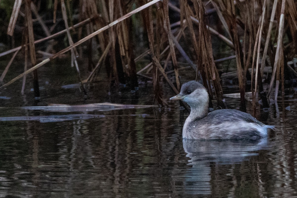 ML628026398 - Little Grebe - Macaulay Library