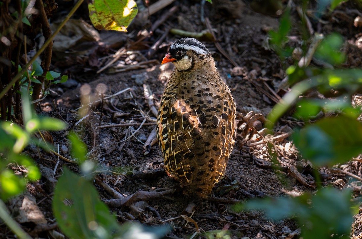 eBird Checklist - 25 Dec 2024 - Eravikulam NP--Rajamala - 18 species