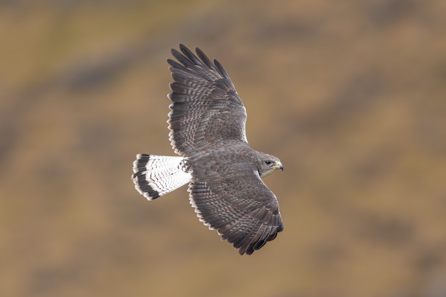 Variable Hawk (Juan Fernandez) - eBird