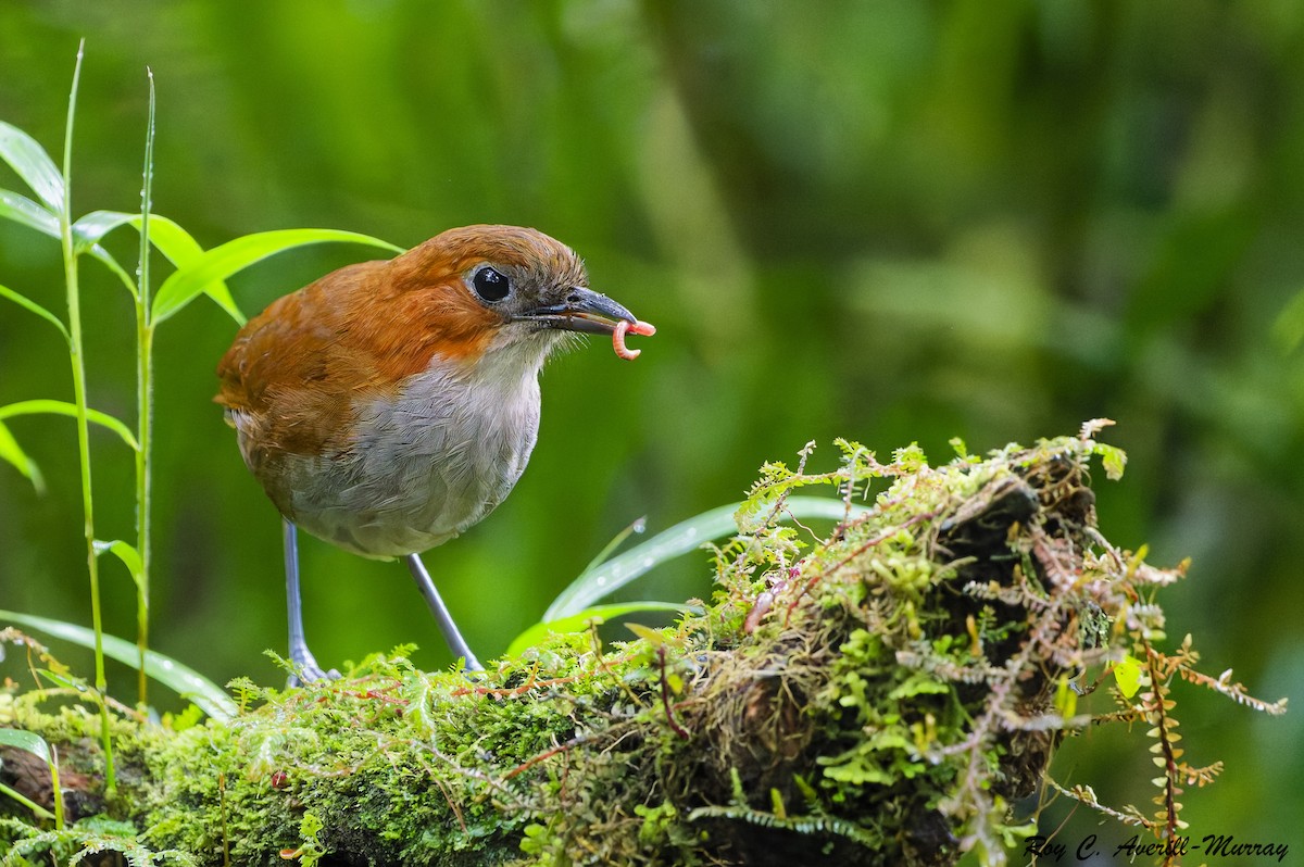 eBird Checklist - 16 Dec 2024 - Cabañas San Isidro - 44 species
