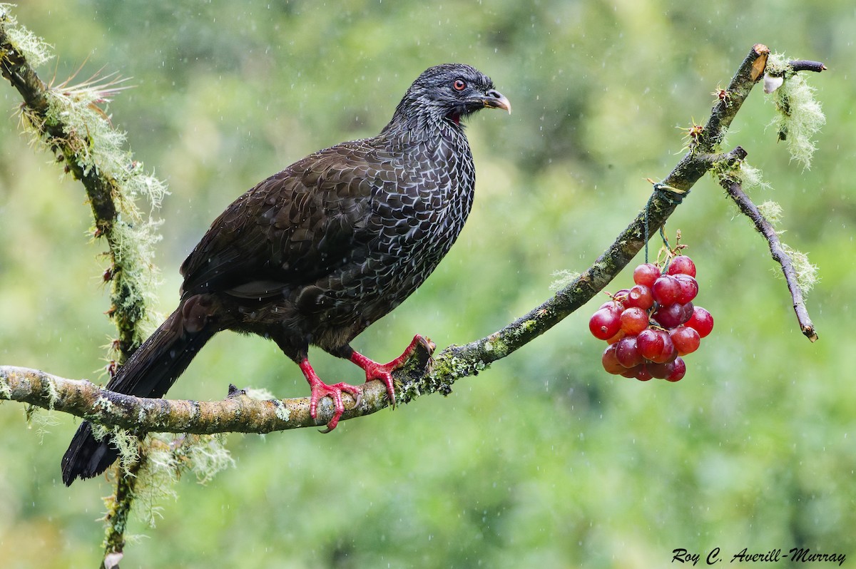 eBird Checklist - 17 Dec 2024 - Guango Lodge - 42 species