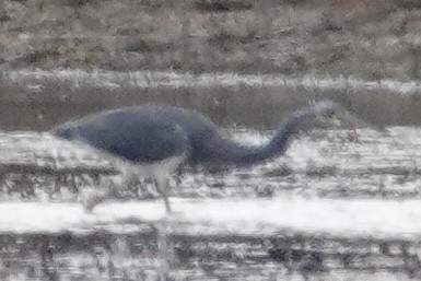 eBird Checklist - 26 Dec 2024 - **Back Bay NWR - 24 species