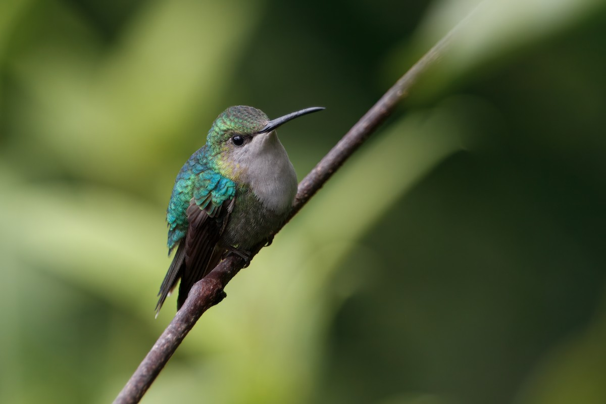 eBird Checklist - 13 Dec 2024 - Sky Adventures - Arenal Park - 84 species
