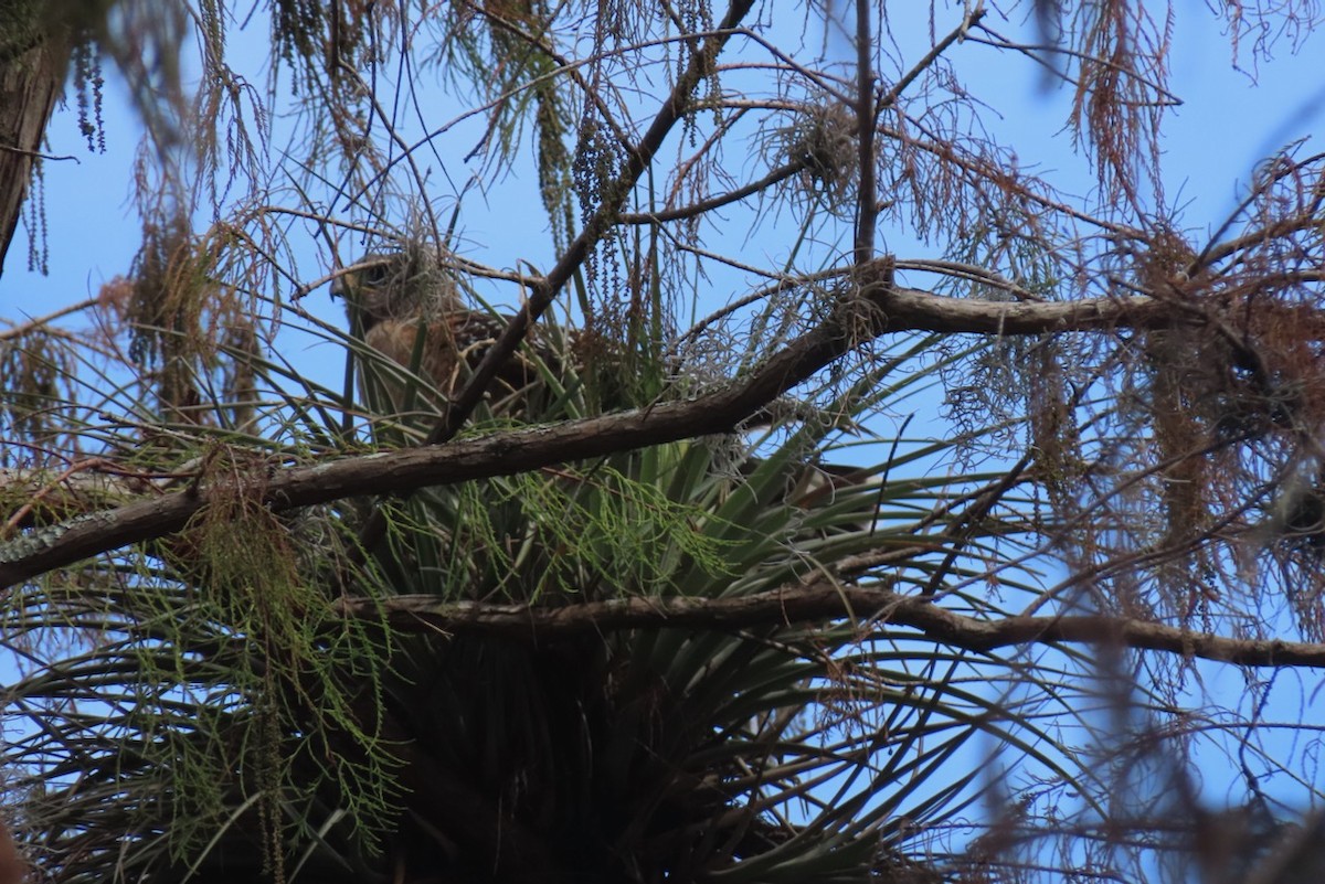 eBird Checklist - 26 Dec 2024 - Loxahatchee NWR - 39 species