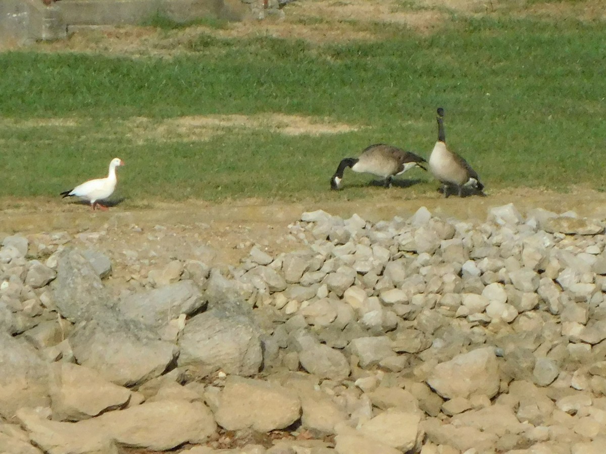 eBird Checklist - 26 Dec 2024 - Cherokee Farm - 18 species