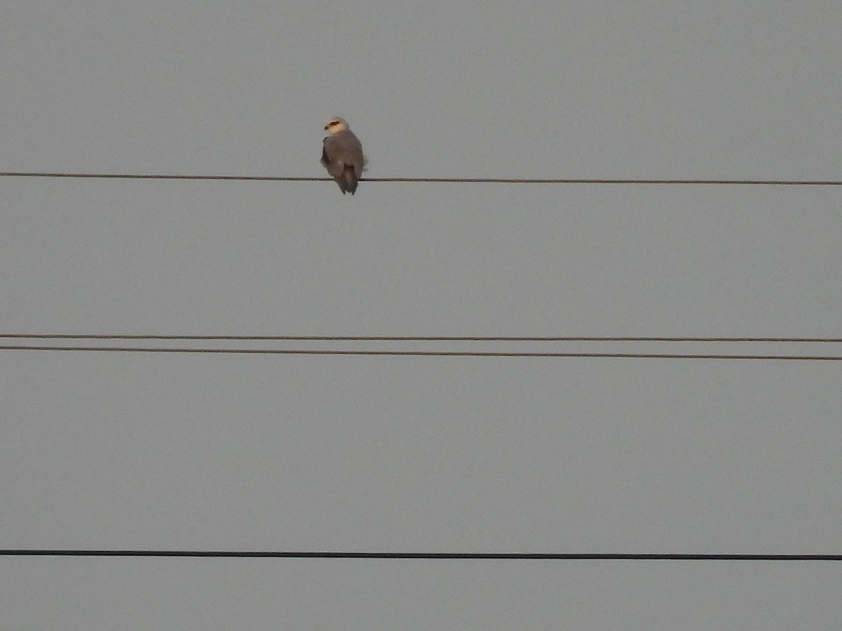 eBird Checklist - 22 Dec 2024 - Venadu Road, Venadu, Andhra Pradesh, IN ...