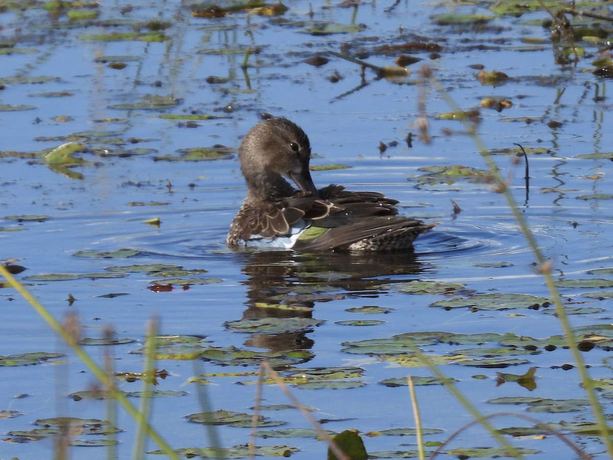 eBird Checklist - 26 Dec 2024 - Winding Waters Natural area - 28 species