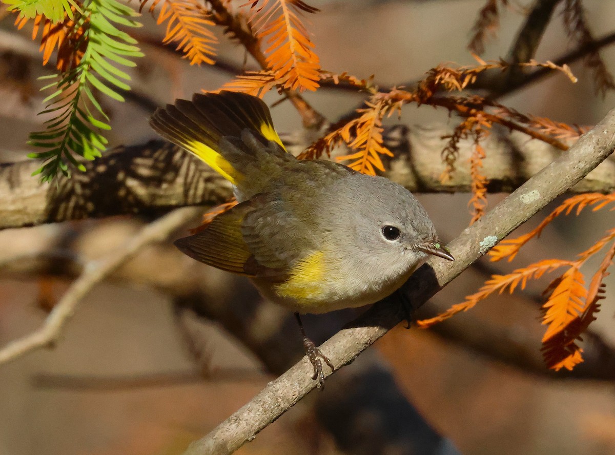eBird Checklist - 22 Dec 2024 - Port Royal Boardwalk - 1 species