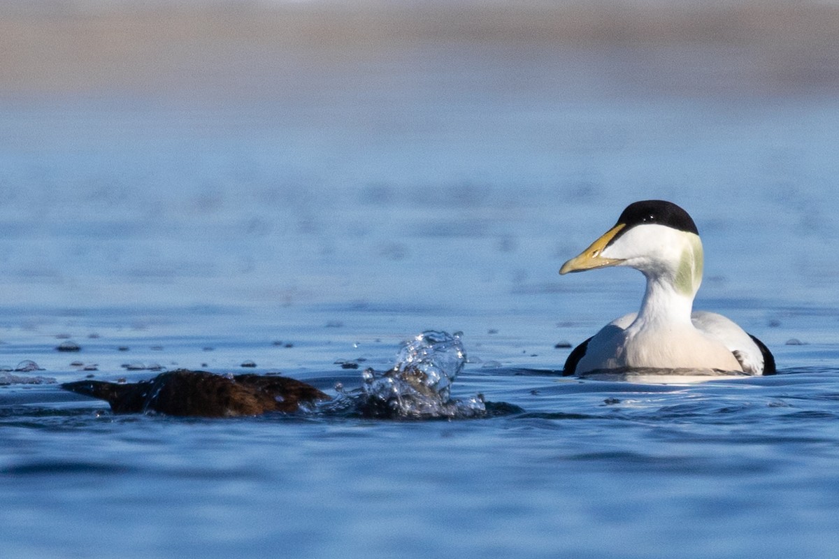 ML628059809 - Common Eider (Northern) - Macaulay Library
