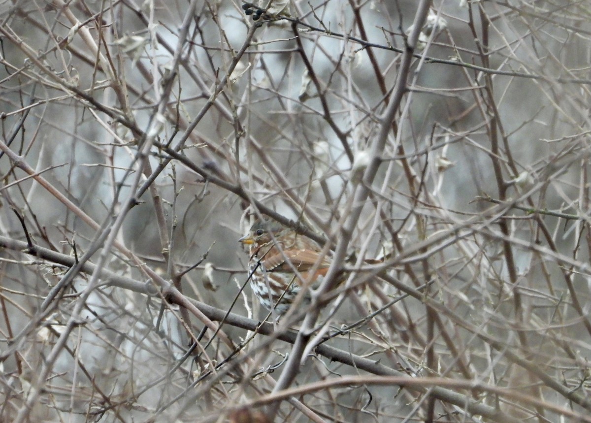 eBird Checklist - 26 Dec 2024 - Killbuck Marsh Wildlife Area--Force Rd ...