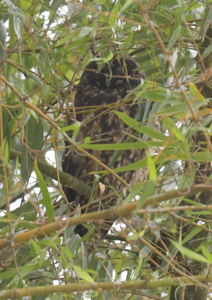 eBird Checklist - 26 Dec 2024 - Hostal Henry's - 1 species