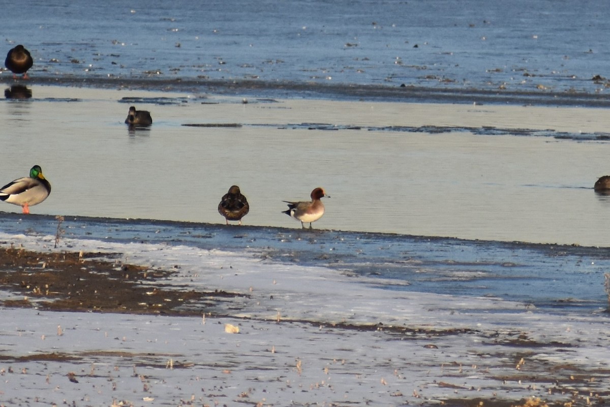eBird Checklist - 26 Dec 2024 - Jamaica Bay Wildlife Refuge--West Pond ...