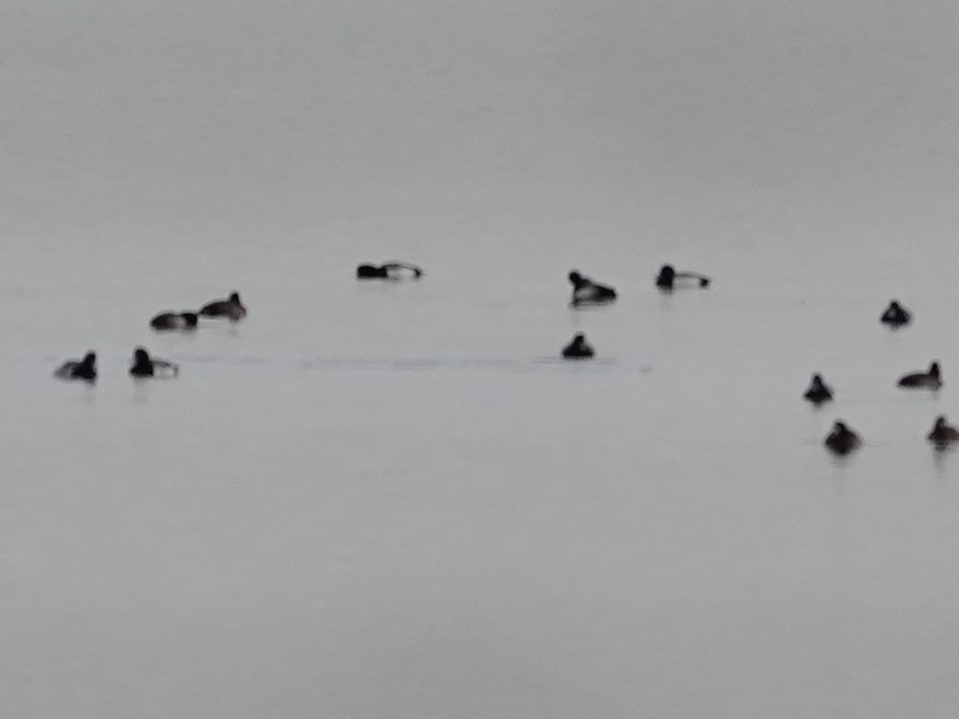eBird Checklist - 26 Dec 2024 - Marston Reservoir Complex--Marston ...