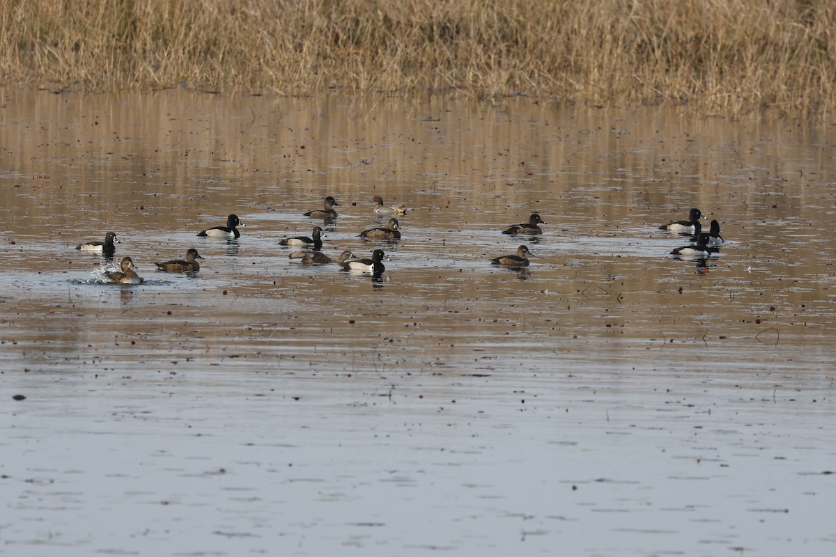 eBird Checklist - 26 Dec 2024 - Attwater Prairie Chicken NWR (CTC 004 ...