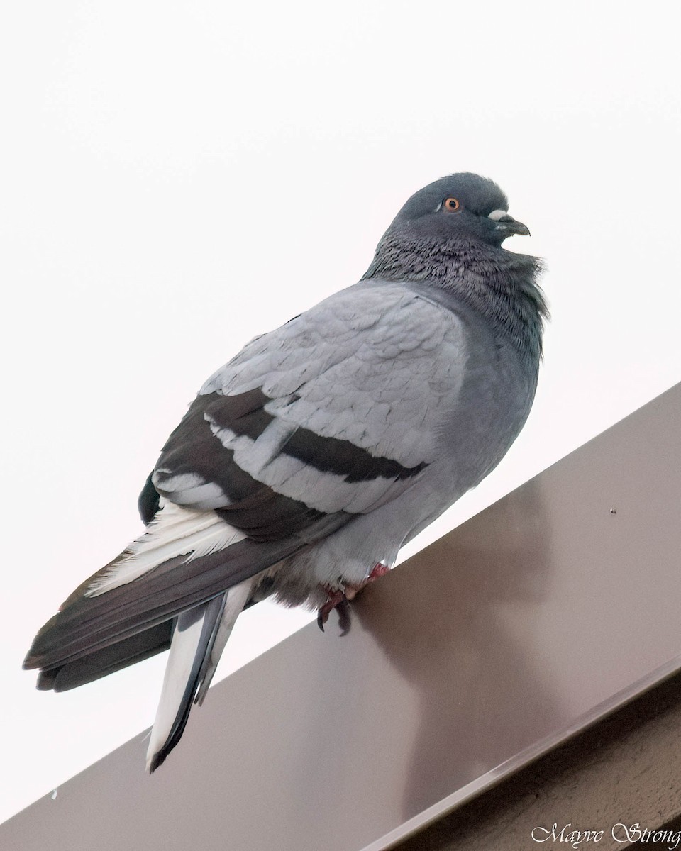 eBird Checklist - 26 Dec 2024 - Ray Roberts Lake SP--Isle du Bois (PPW ...