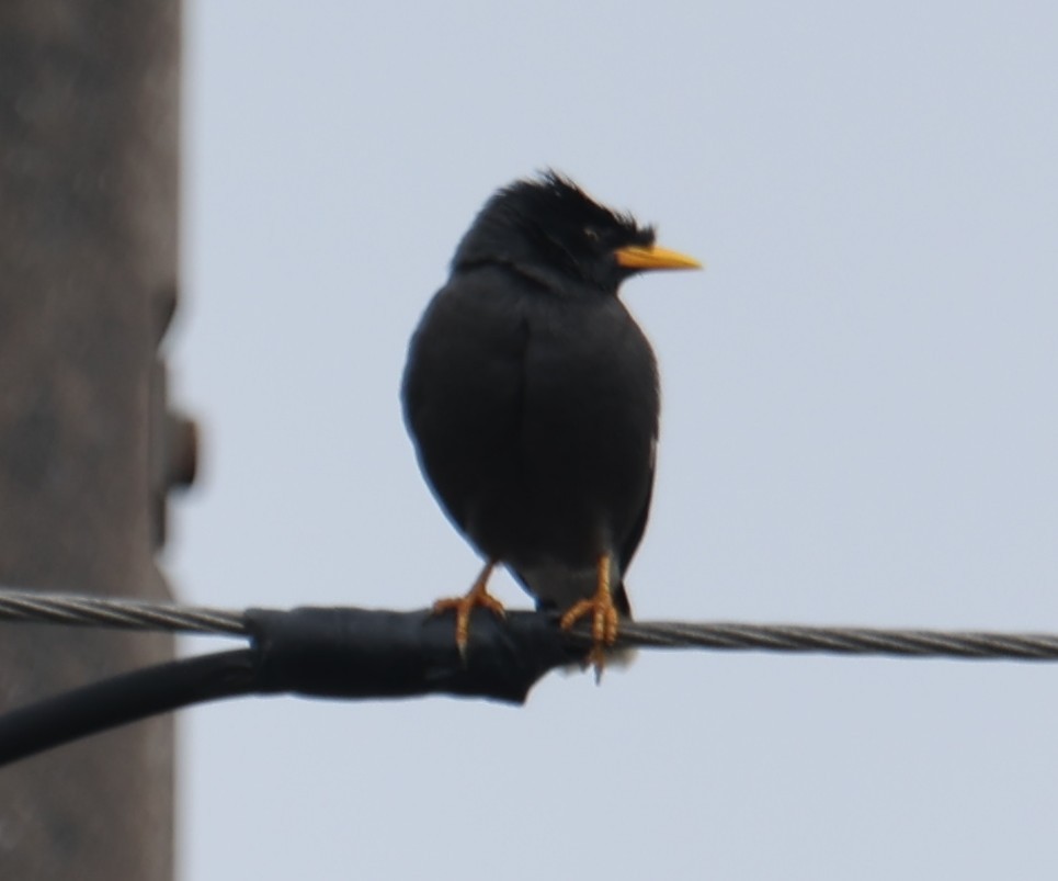 Taiwan Bird Atlas Checklist - 26 Dec 2024 - 台北--樹林萬坪公園(Taipei--Shulin ...