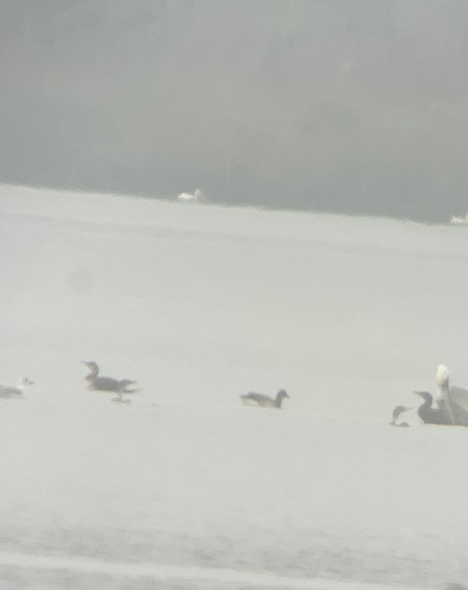 eBird Checklist - 27 Dec 2024 - Canaveral National Seashore--Apollo ...