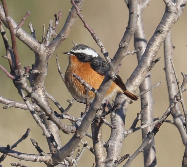 eBird Checklist - 27 Dec 2024 - Chemin de Poussan - 1 species