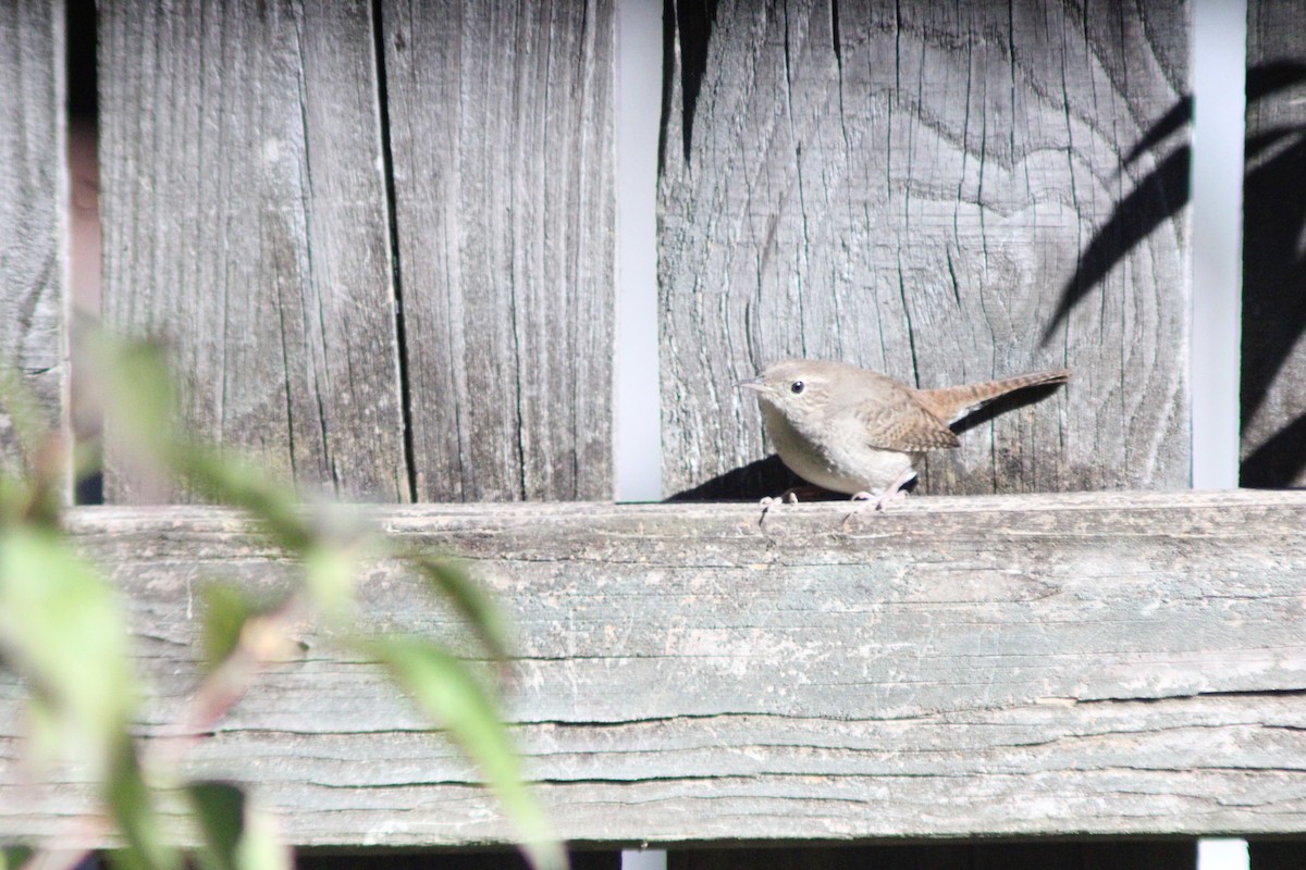 eBird Checklist - 17 Oct 2024 - Home Amazing Bird Lodge - 17 species