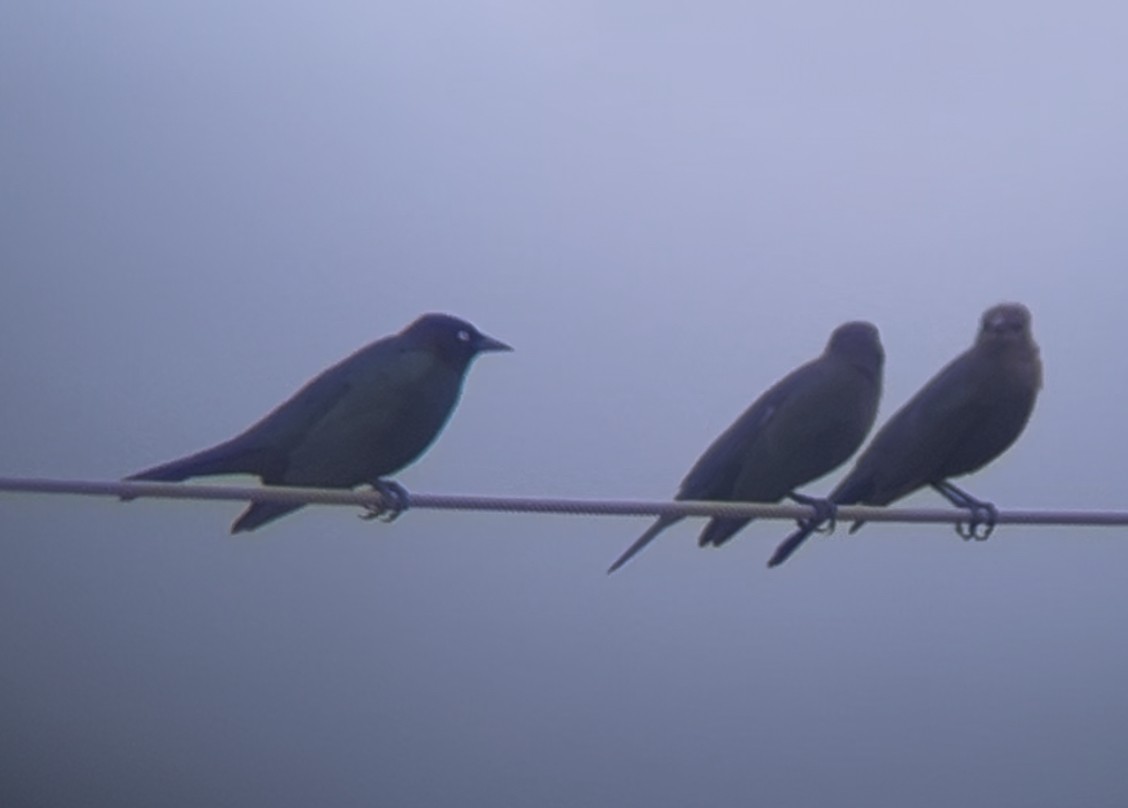 eBird Checklist - 27 Dec 2024 - BRBL Stakeout on CR-318, Citra US-FL ...