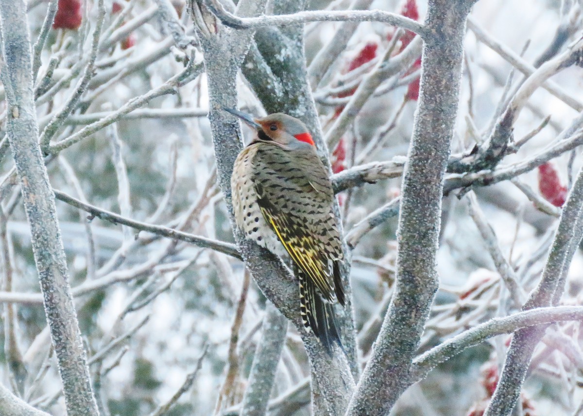eBird Checklist - 27 Dec 2024 - Québec (Montchâtel) - 11 species