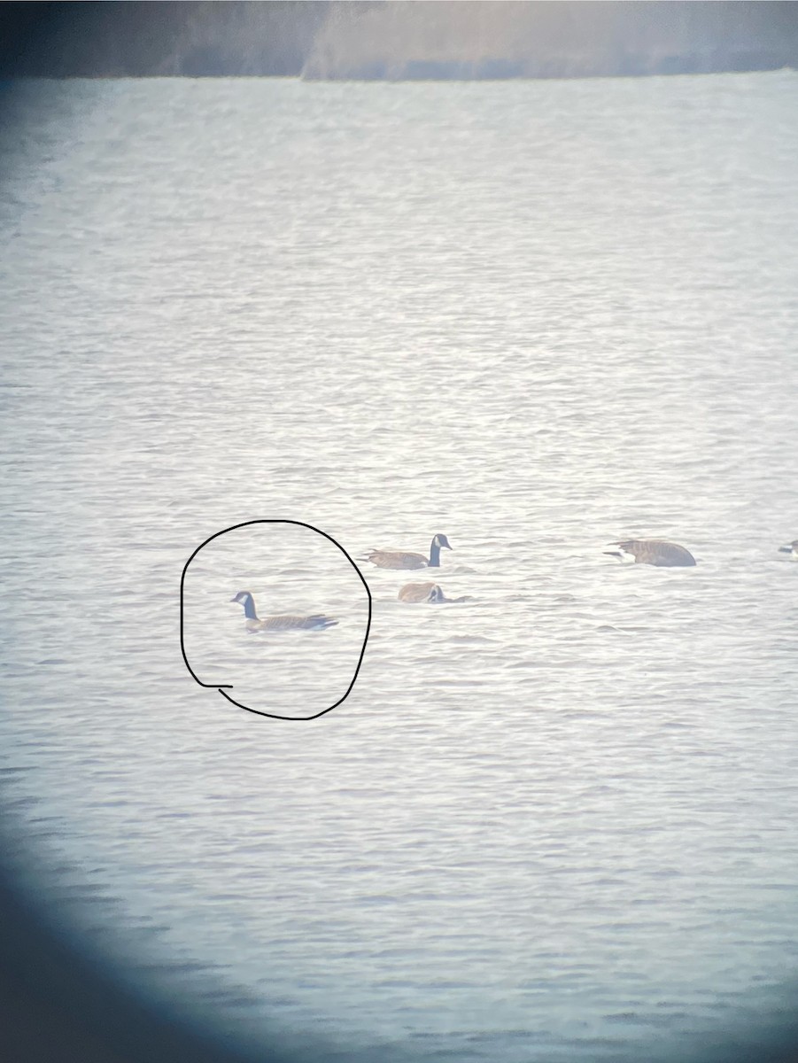 eBird Checklist - 27 Dec 2024 - **Back Bay NWR - 21 species (+2 other taxa)