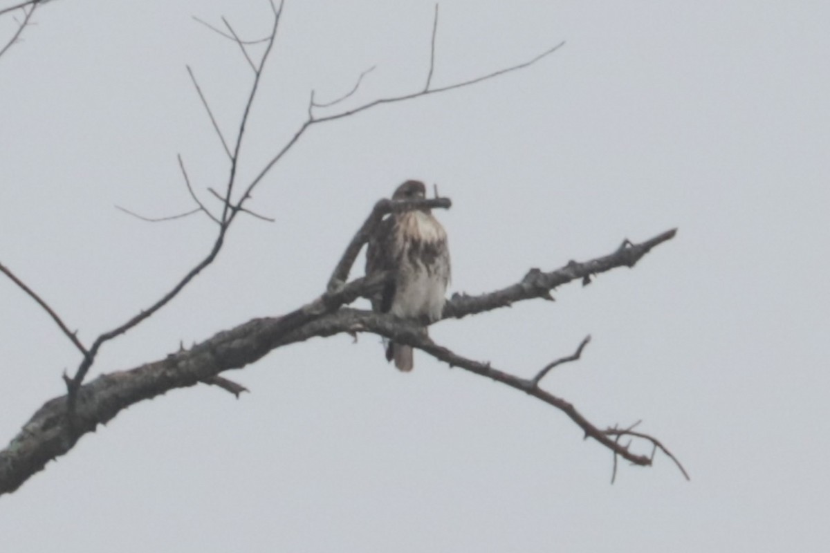 Pennsylvania Bird Atlas Checklist - 27 Dec 2024 - 439–499 Airport Rd ...