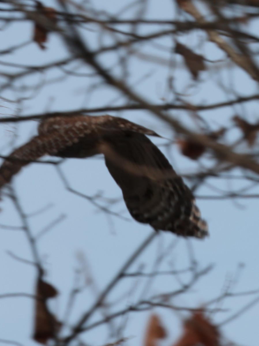eBird Checklist - 27 Dec 2024 - Parker River NWR--Hellcat Dunes Loop ...