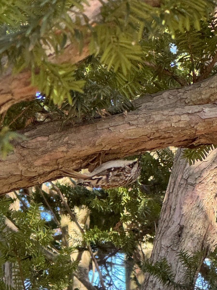 eBird Checklist - 27 Dec 2024 - The Breakers - 1 species
