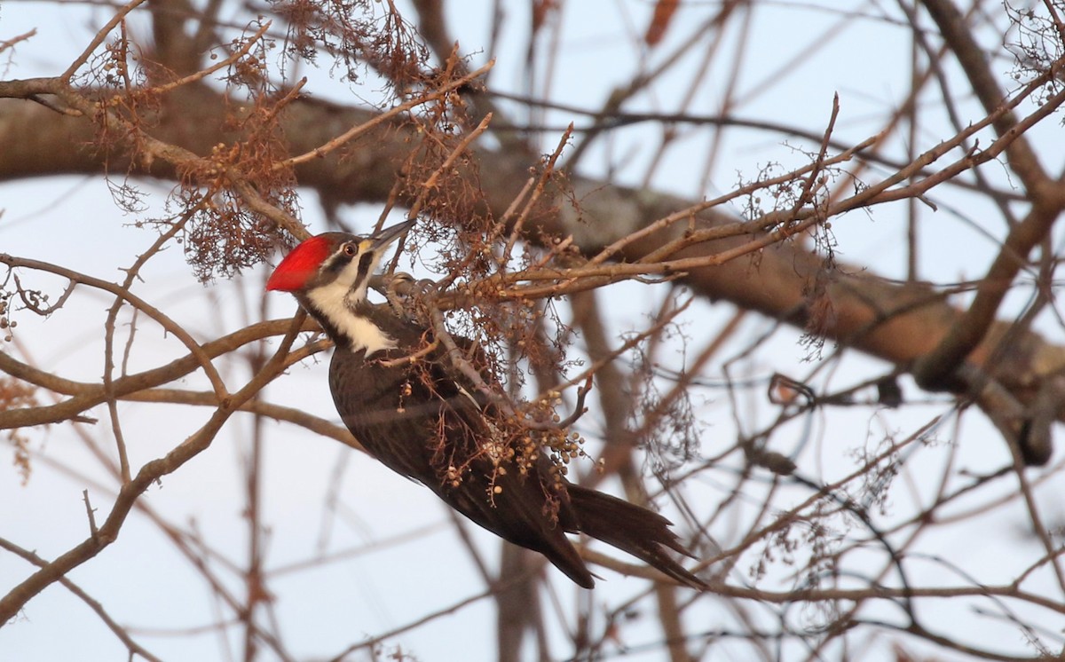 Pennsylvania Bird Atlas Checklist - 27 Dec 2024 - Leaser Lake - 11 species