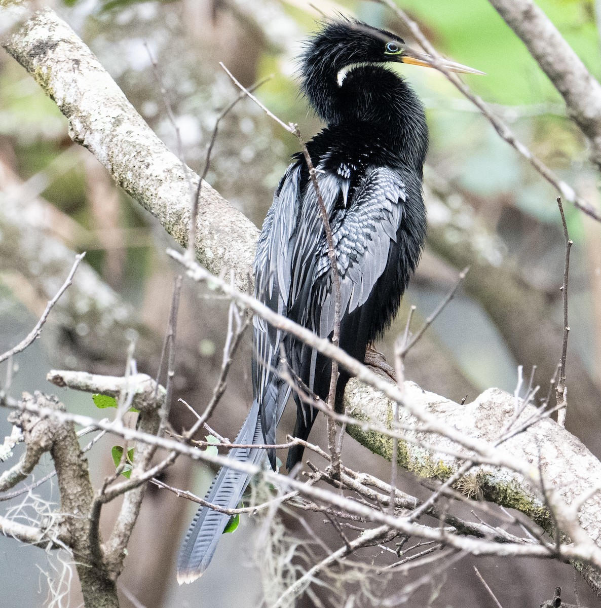 Pennsylvania Bird Atlas Checklist - 27 Dec 2024 - Audubon Corkscrew ...
