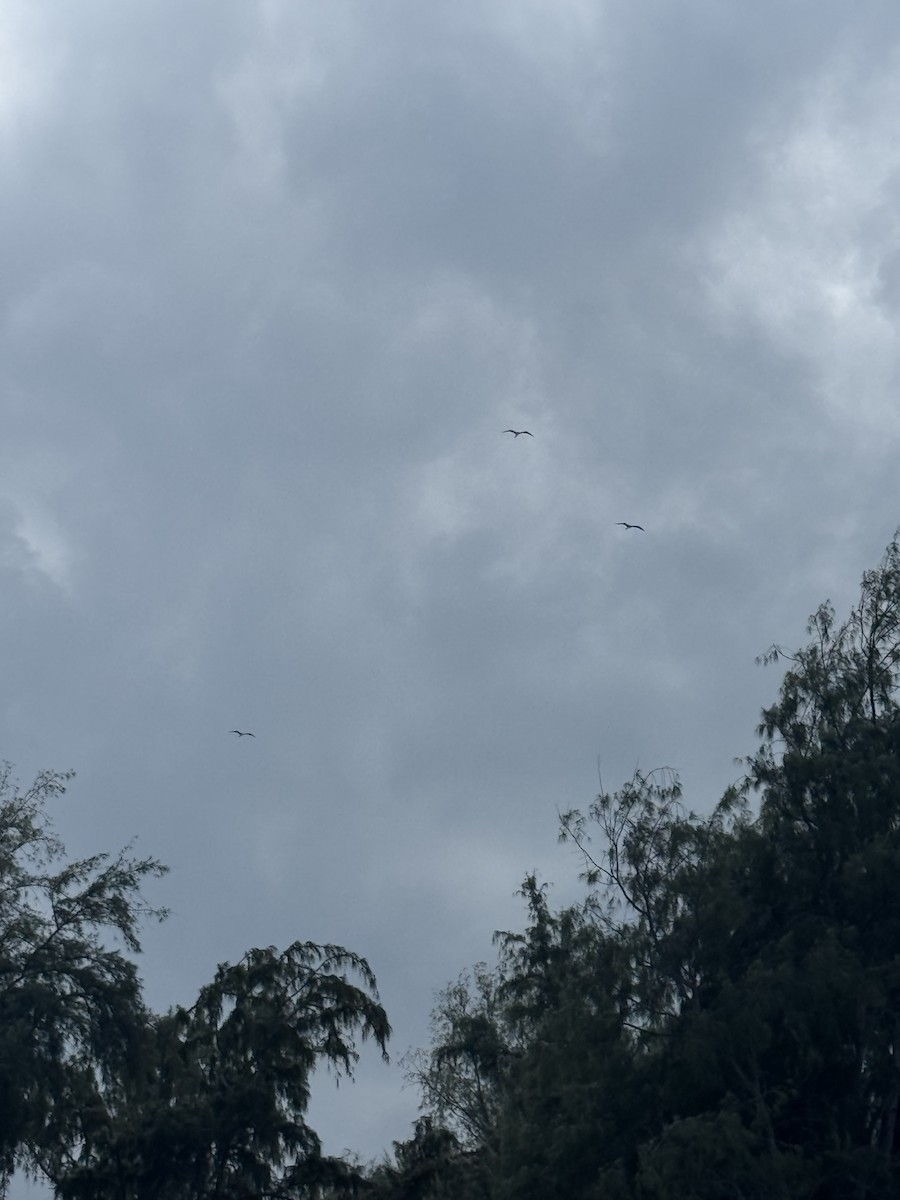 eBird Checklist - 27 Dec 2024 - Bellows Field Beach Park - 9 species