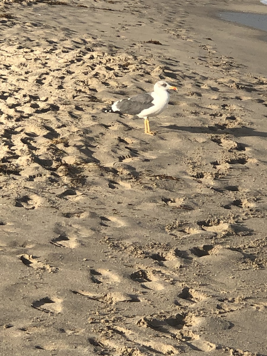 eBird Checklist - 27 Dec 2024 - Delray Beach - Public Beaches - 7 species