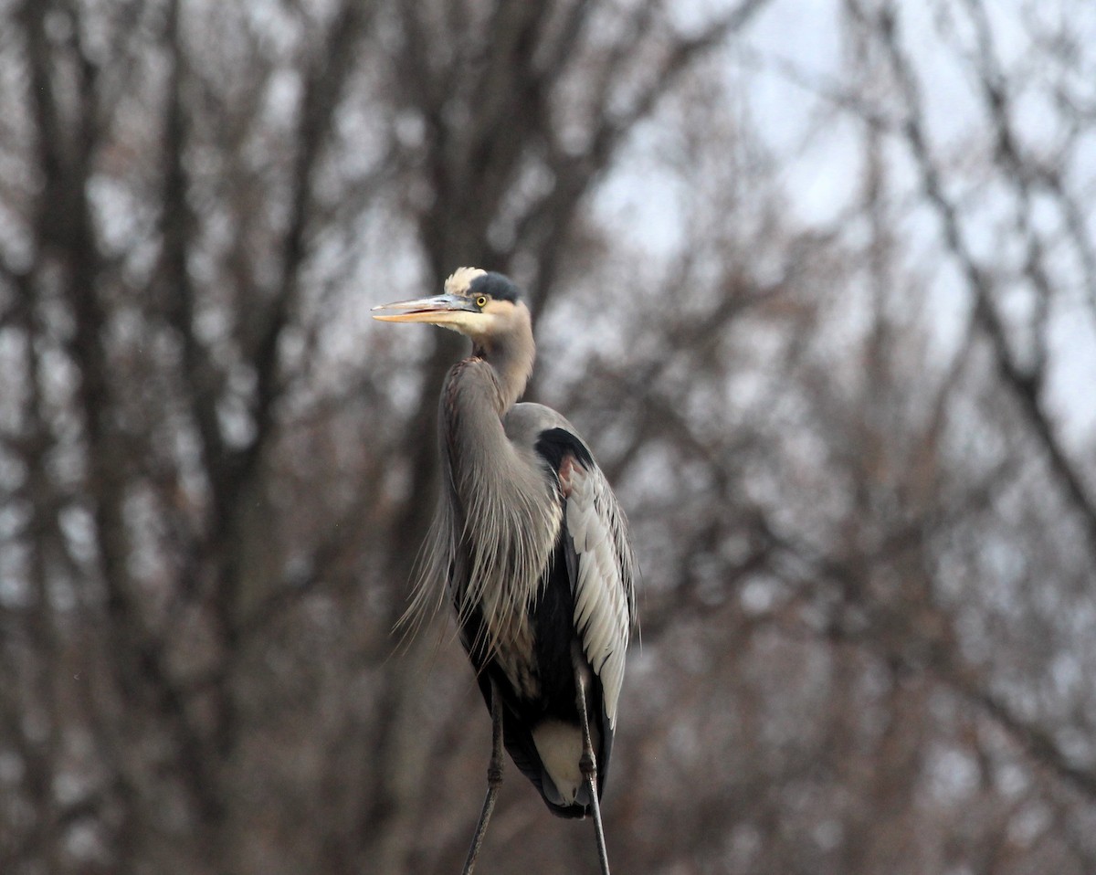 Pennsylvania Bird Atlas Checklist - 27 Dec 2024 - Wingfield Pines - 16 ...