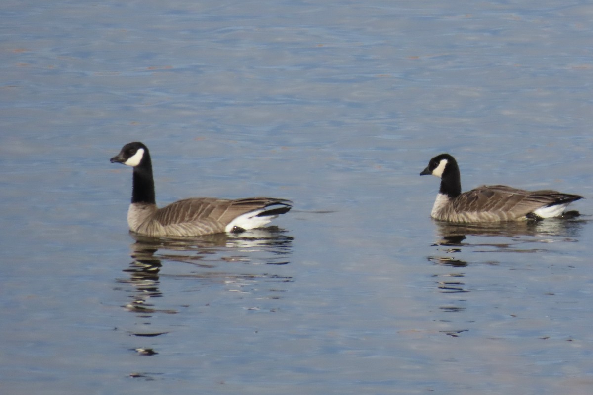 eBird Checklist - 27 Dec 2024 - Big Johnson Reservoir & Bluestem ...