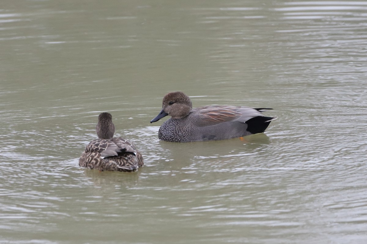 eBird Checklist - 27 Dec 2024 - Carvolth Greenspace - 5 species