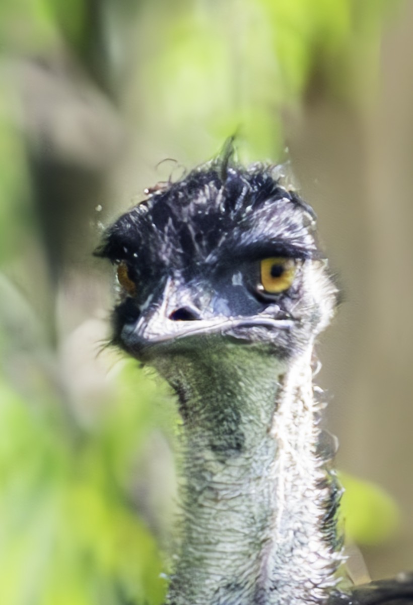 eBird Checklist - 25 Dec 2024 - Pickford Rd between Mulligan Hwy and ...