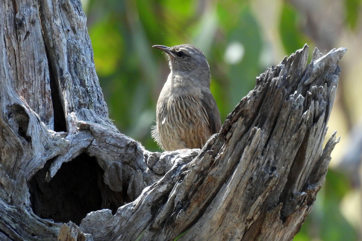 eBird Checklist - 28 Dec 2024 - Tingha Sewerage Treatment Works, Old ...