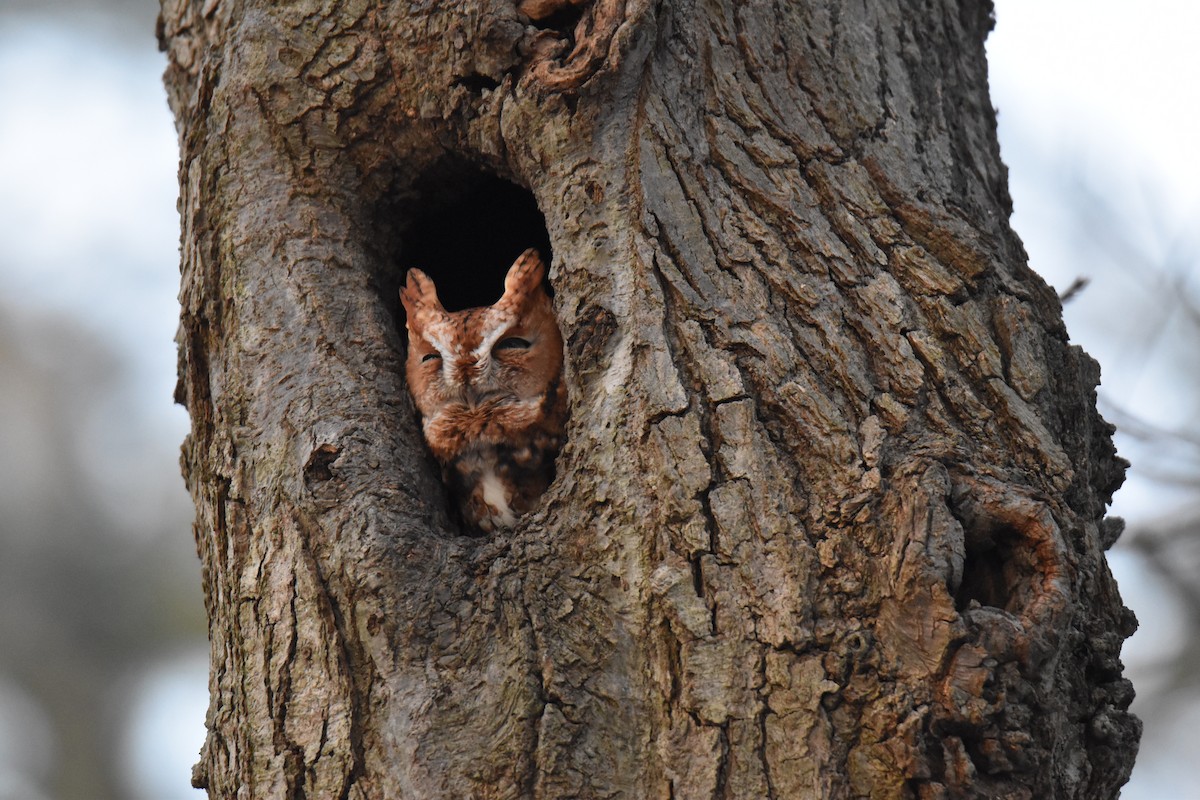 eBird Checklist - 27 Dec 2024 - 5 Tamarlane, Portland US-ME (43.6883 ...