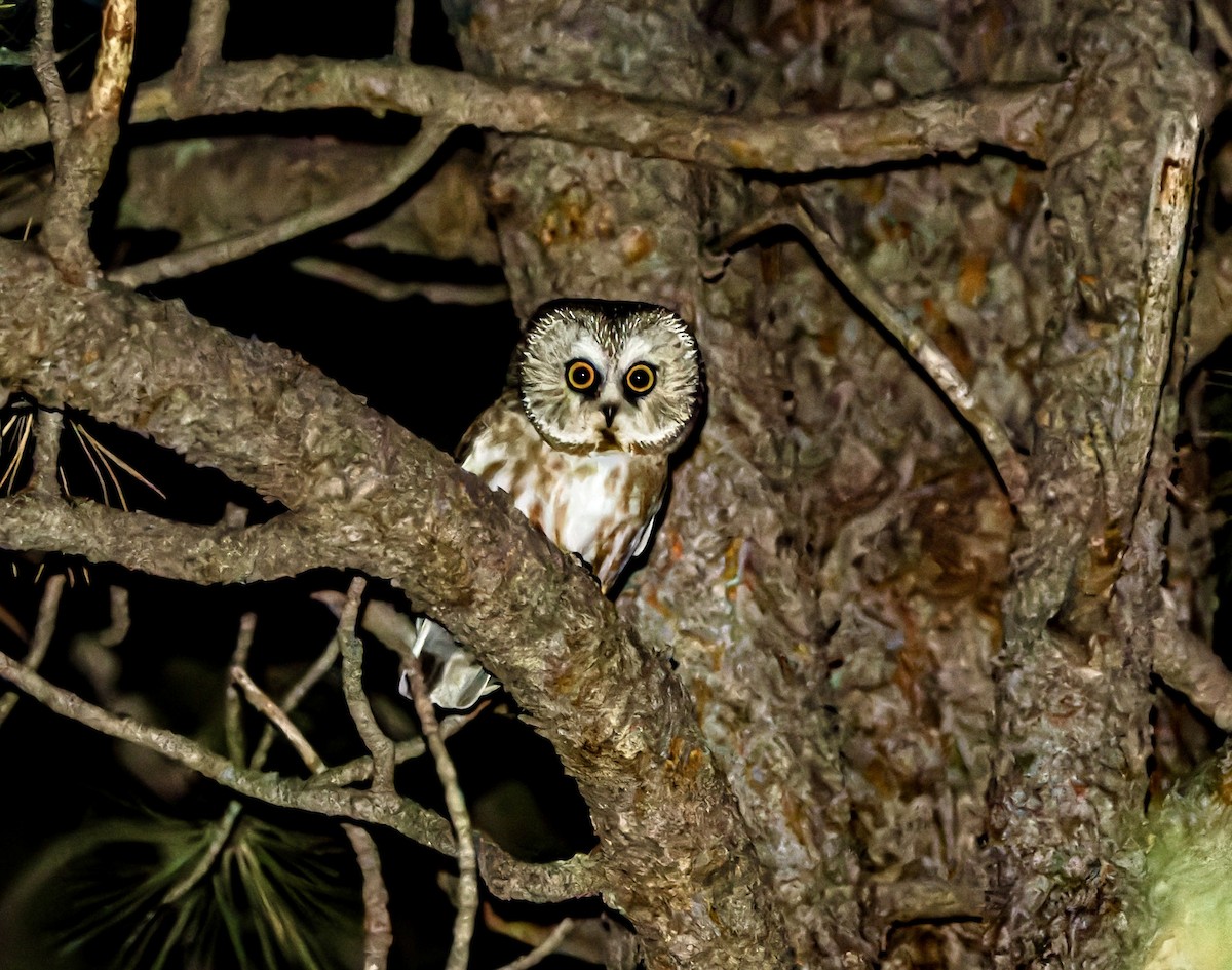 eBird Checklist - 28 Dec 2024 - Blodgett Peak Open Space - 1 species