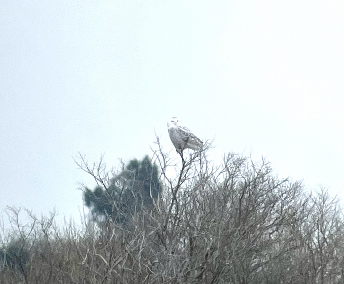 eBird Checklist - 28 Dec 2024 - 12–98 Marshall Point Rd, Kennebunkport ...