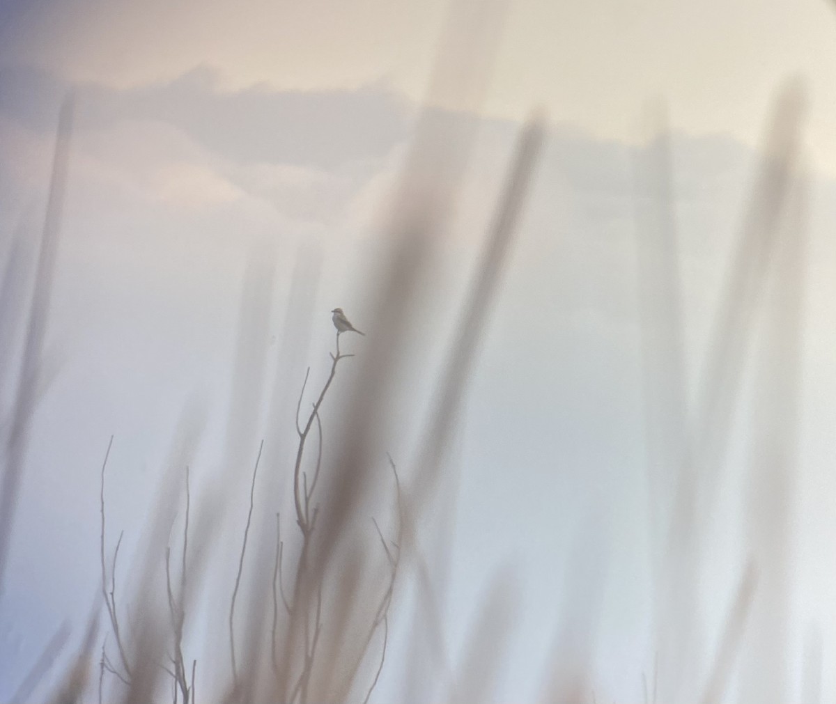 eBird Checklist - 28 Dec 2024 - Battelle Darby Creek Metro Park--Darby ...