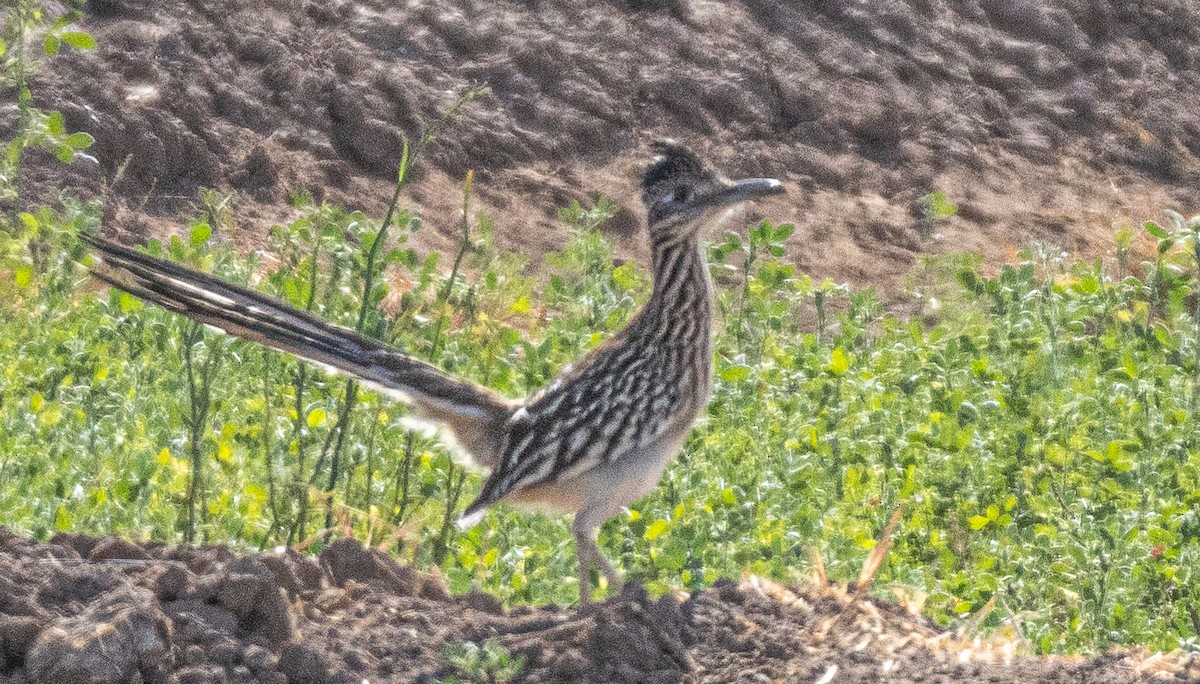 eBird Checklist - 17 Dec 2024 - Bowles Road - 5 species