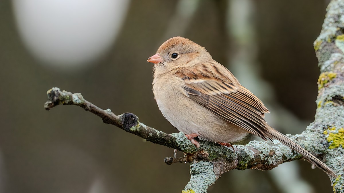 ML628136143 - Field Sparrow - Macaulay Library