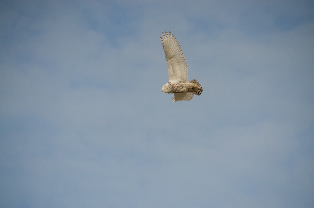 ML628137531 - Snowy Owl - Macaulay Library