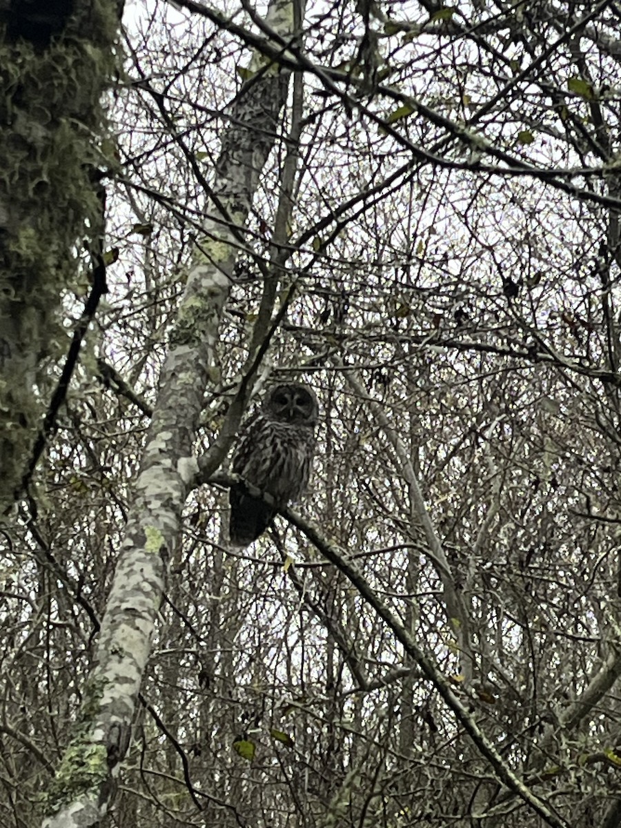 eBird Checklist - 28 Dec 2024 - Muir Beach--includes beach, Redwood ...