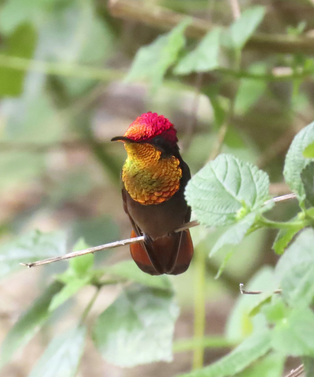 ML628141324 - Ruby-topaz Hummingbird - Macaulay Library